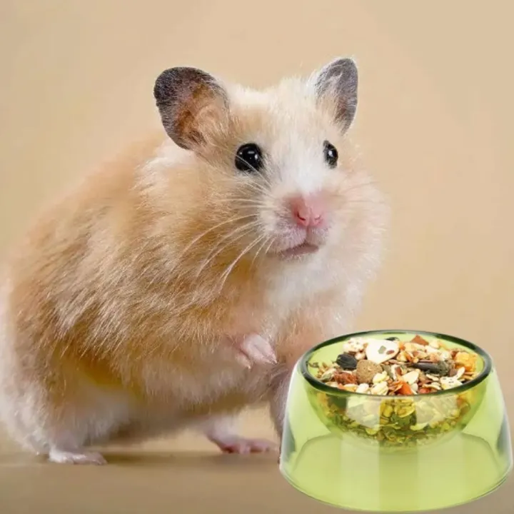 New Plastic Hamster Water Bowl Bite Resistant Transparent Hamster Food ...