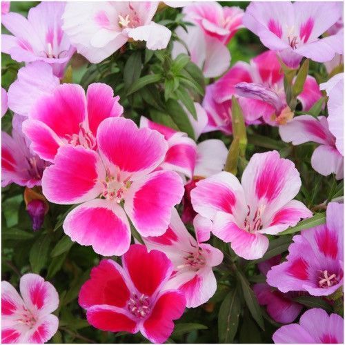 20 Plus Clarkia Mix Flowers seeds | Daraz.com.np