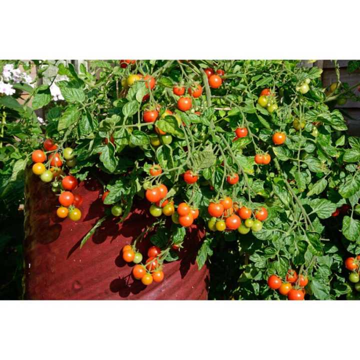 F1 Hybrid Red Cherry Tomato Home/Garden 20 Seeds Loose Packet | Daraz ...
