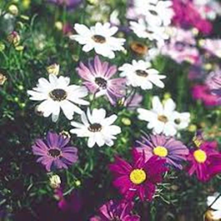 Brachycome Flower Mix Seeds 100 Plus Seeds | Daraz.com.np