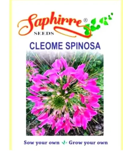 1 Packet Saphirre Splendour Cleome Spinosa Violet Queen Flower Seeds ...