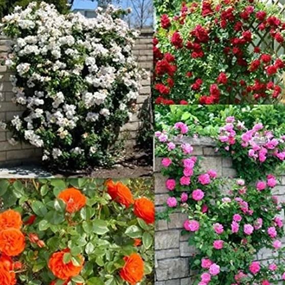 10 Pieces Mix (various type) Climbing Rose Vine Flower Seeds Climber ...