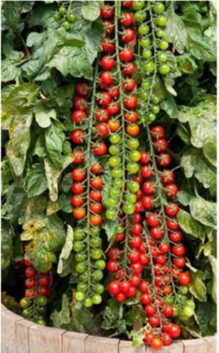 20 Plus Loose Pack Of Cherry Tomato Seeds | Daraz.com.np