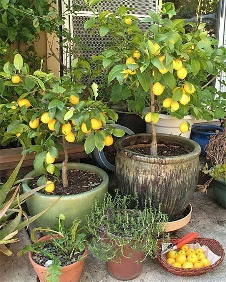 Lemon Plant Seeds , Ideal for Garden & Kitchen, 10+ Loose Seeds Pack ...