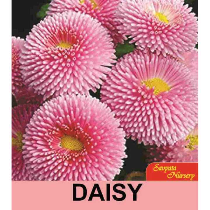 Daisy 20 Plus Flower Seeds Small Pouch Pack | Daraz.com.np