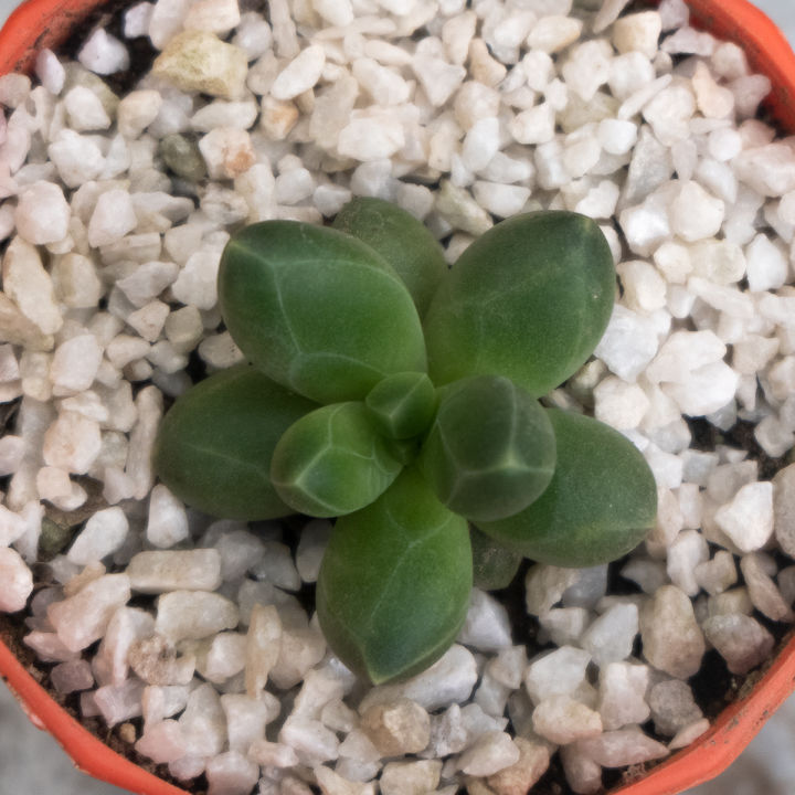 Pachyphytum Compactum Rose "Little Jewel" Succulent, Live Plant ...