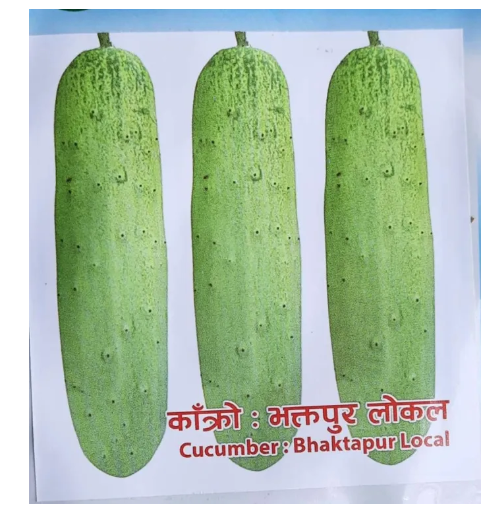 Vegetable Seeds - Cucumber Seeds Bhaktapur Local - 1Gram | Daraz.com.np