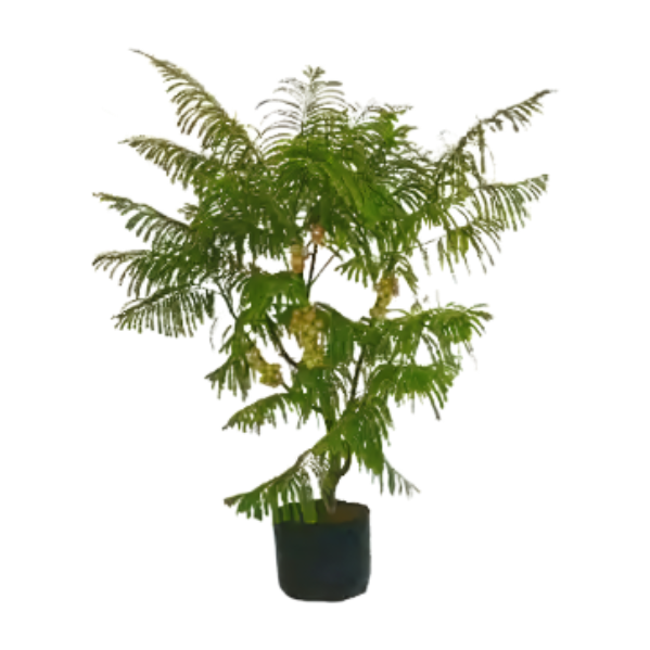 1 Packet Seeds Of Amala | अमला (Phyllanthus emblica) 20 Gram | Daraz.com.np