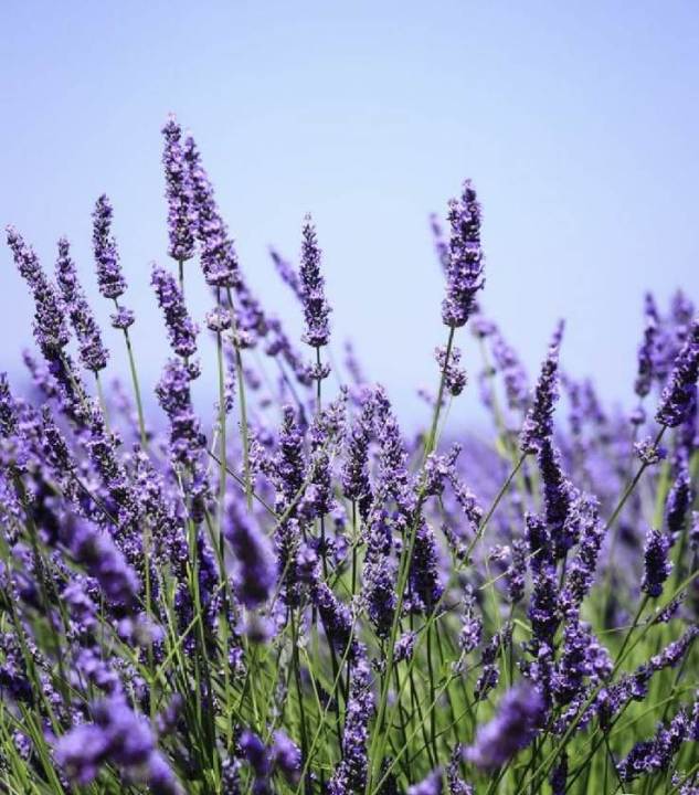 1 Packet Lavender Seeds - Omaxe Herb Seeds Lavender | Daraz.com.np