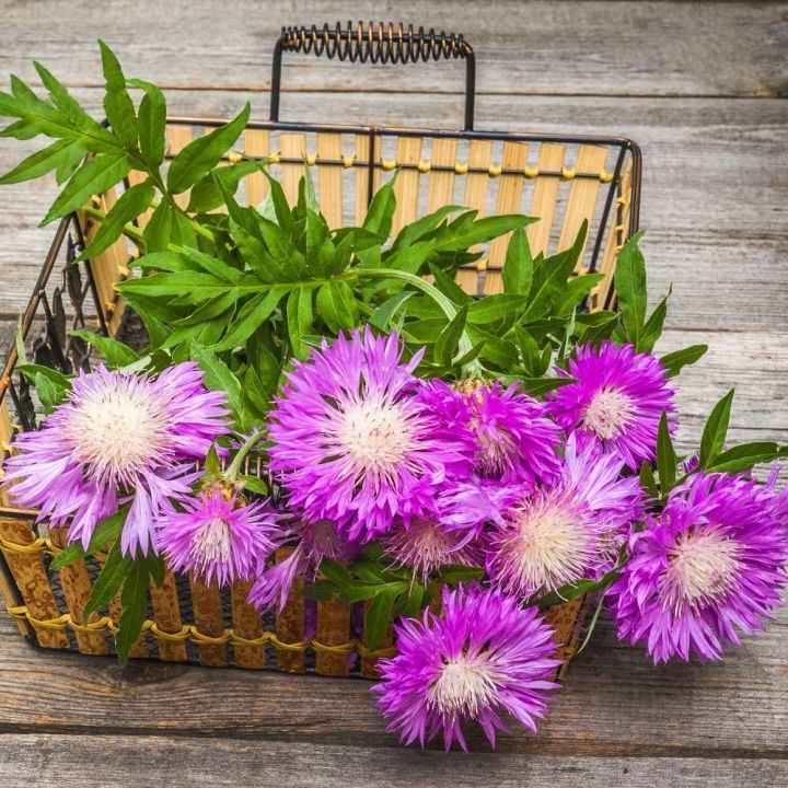 Flower Seeds- 1 Packet Sweet Sultan Mixed Flower Seeds - Centaurea ...