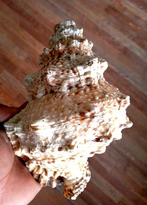 Conch Shells (Sankha) - Attractive शंख; Original Shankh For Laxmi ...