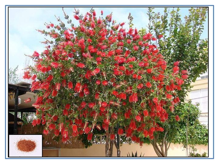 Tree Seeds- 1 Packet Seeds Of Kalki कल्की (Callistemon citrinus ...