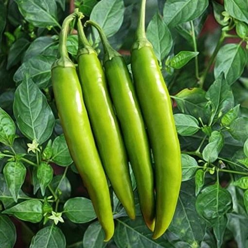 F1 Vasudha Chilli Pepper (Long Achari Type) Seeds For Planting ...