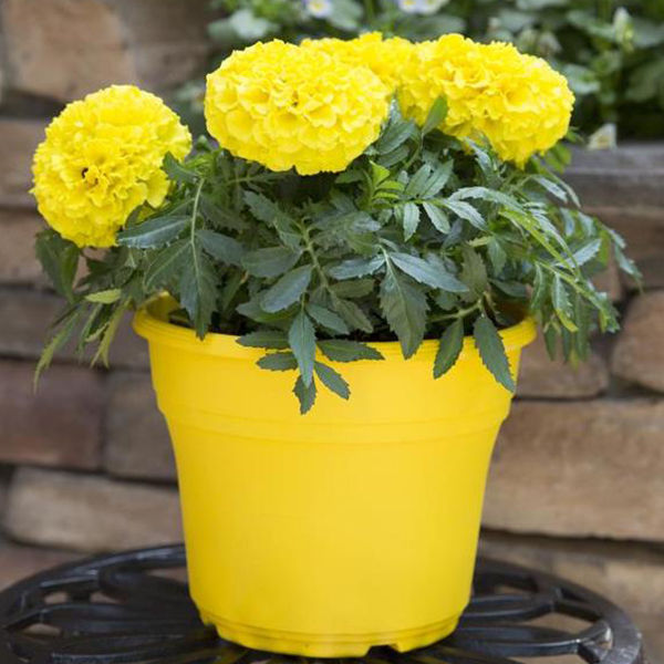 Marigold Jafri Mixed Flower 20 Seeds For Garden And Balcony | Daraz.com.np