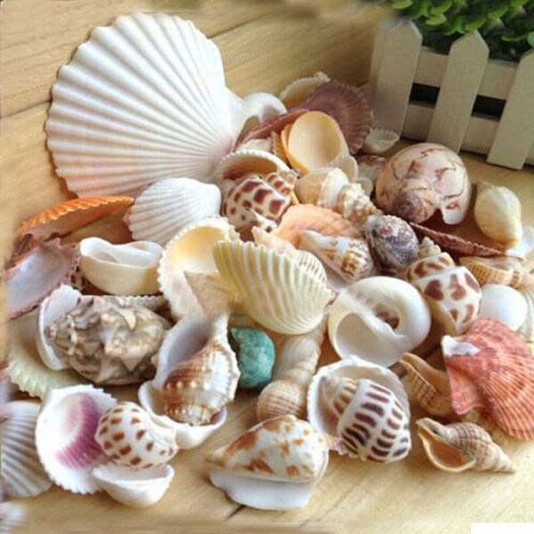 Natural Mixed Aquarium Decorative Sea Shell-250g By Crown Aquatics ...
