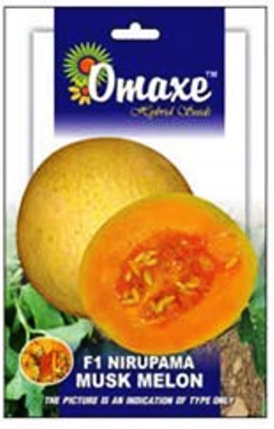 1 Packet OmaxeF1 Nirupama Musk Melon Seeds For Planting - High ...