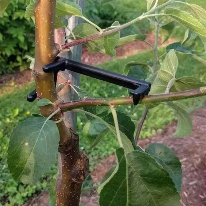 Fruit Tree Plastic Branch Separator Plant Stem Traine Fruit Tree Branch ...