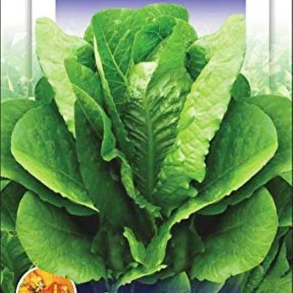 Lettuce Imported Romaine Green Exotic Seeds Kitchen 20 Plus Seeds ...