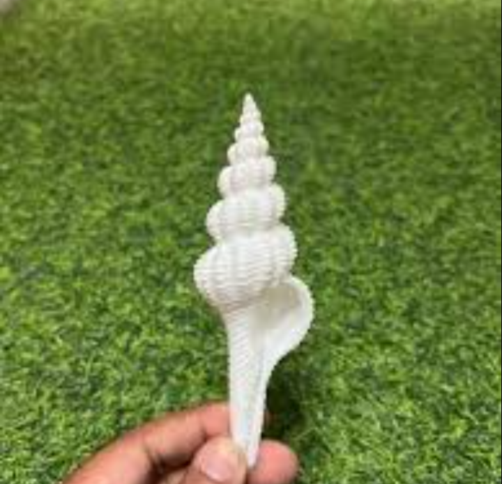 Sankha Conch Shell Sreeyantra Sanka White 7/8 cm | Daraz.com.np