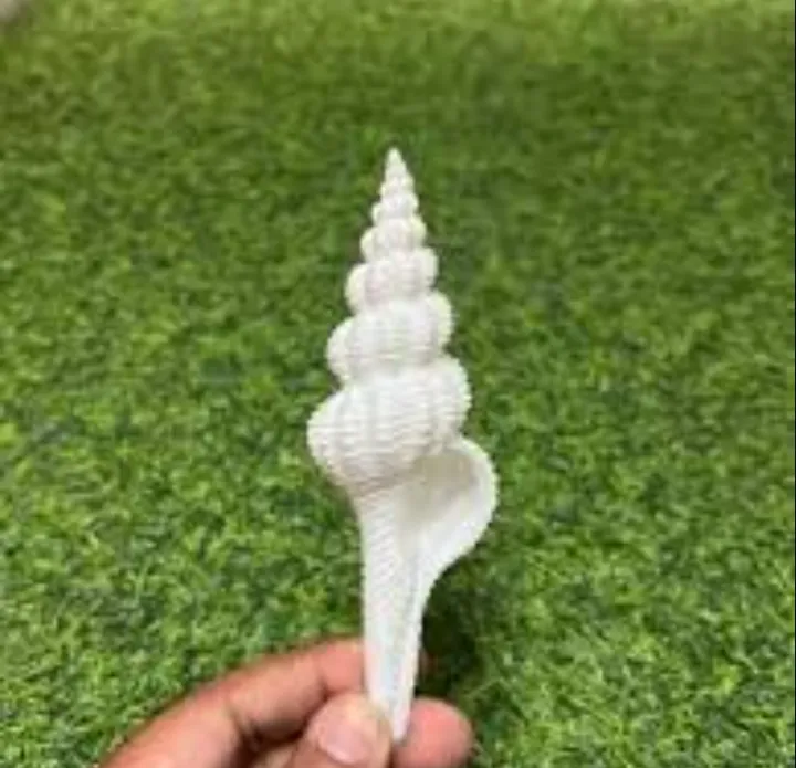 Sankha Conch Shell Sreeyantra Sanka White 7/8 cm | Daraz.com.np