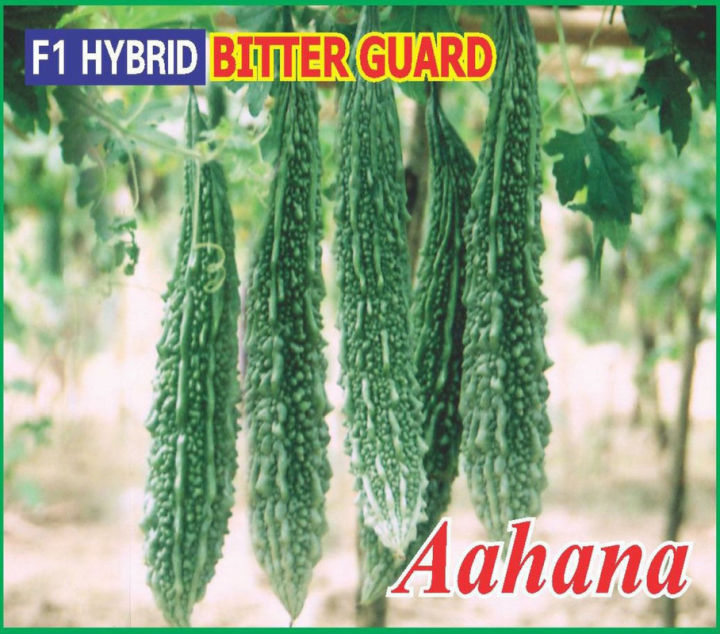 Aahana F1 Hybrid Bitter Guard Seeds 1000Grm | Daraz.com.np