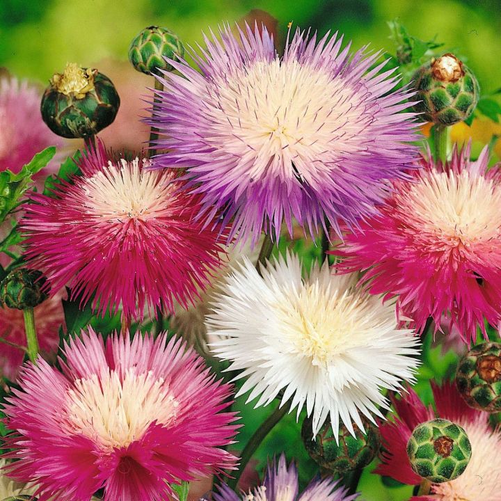 NO-GMO 20+ Seeds, Sweet Sultan Flower Seeds (Loose Pack) - Heirloom ...