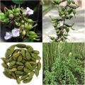 Green Cardamom 1Kg Sukumel -1 Kg | Daraz.com.np