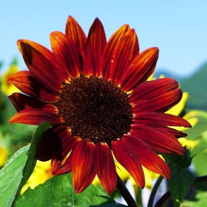 20 Red Sunflower Seeds Turnsole Helianthus Seed Garden And Balcony ...