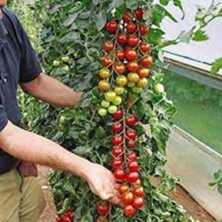 F1 Hybrid Red Cherry Tomato Home/Garden 20 Seeds Loose Packet | Daraz ...