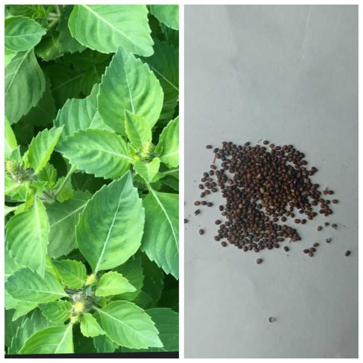 Holy Basil (RAMA Tulsi) Seeds For Garden And Balconey- 60 Plus Seeds ...
