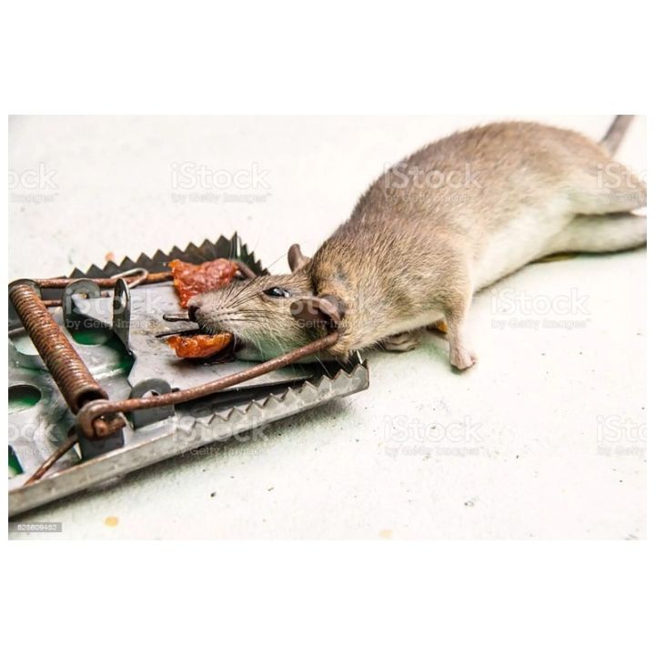 Heavy Duty Snap Mouse Trap - Easy Set Rat Trap Catcher | Daraz.com.np