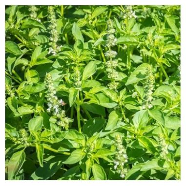 Loose Pack Lemon Basil-Hoary Basil,Thai Lemon Basil,Lao Basil 10 Plus ...