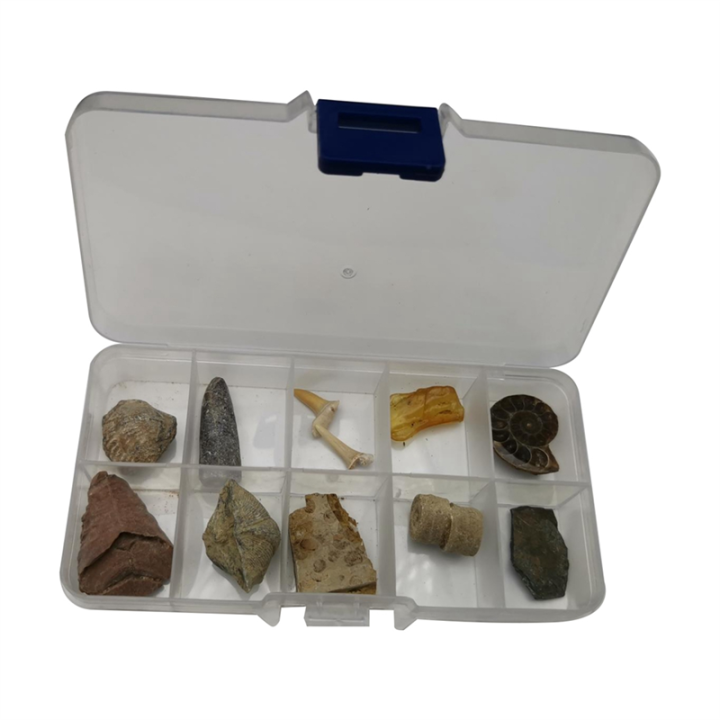 Ore Specimens Fossil Fossils Specimen Teaching Kit Model Orthoceras ...