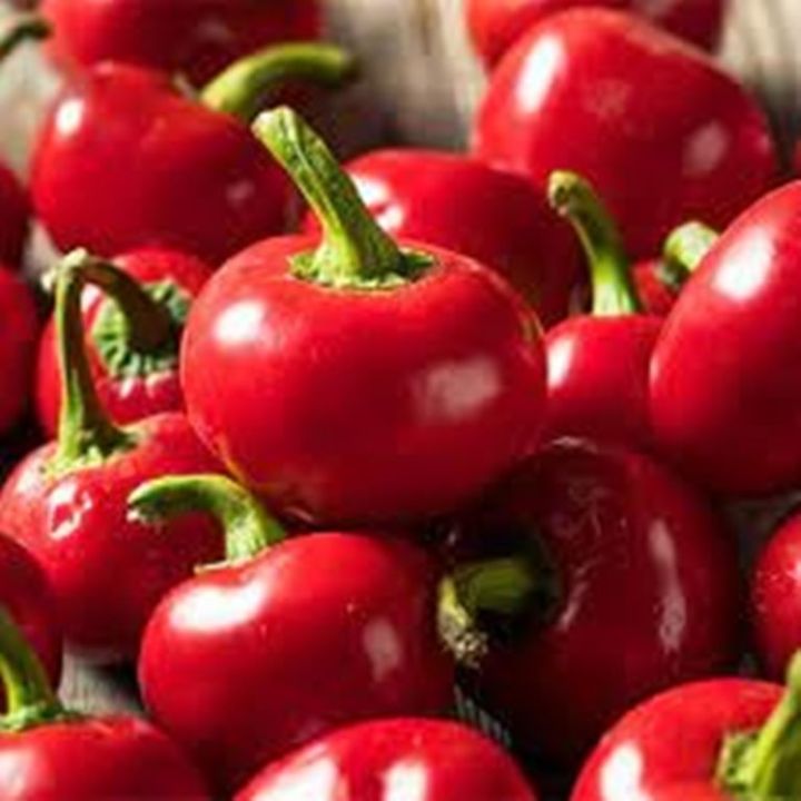 Hot pepper Round Shaji Chilli Seeds For Garden And Balconey -20 Seeds ...