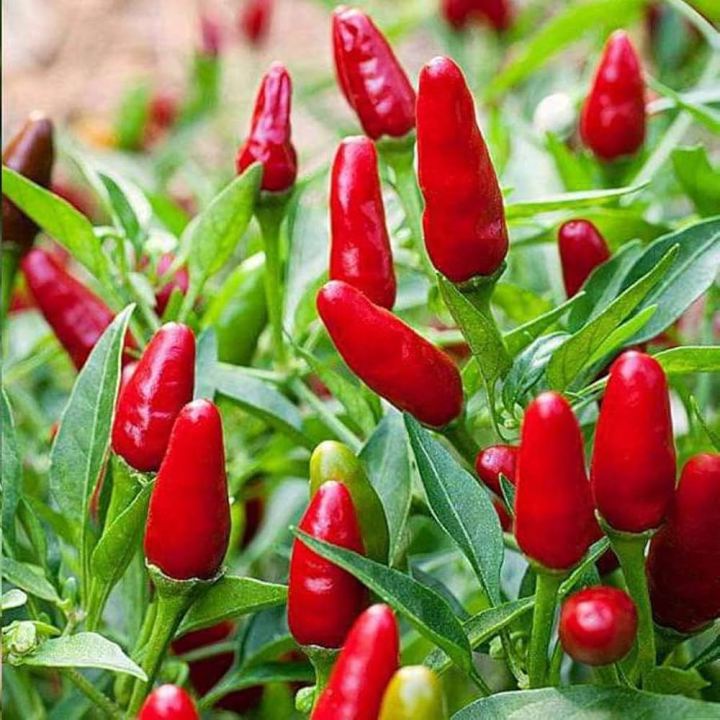 1 packet chilli suraymukhi Pepper chilli,Mirch, Mirchi Vegetable Seeds ...