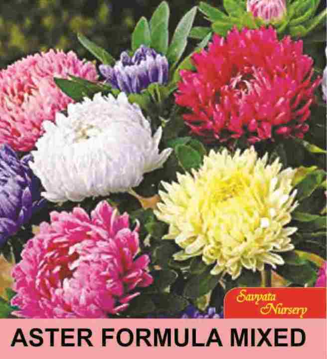 Aster Formula Mixed 20 Plus Flower Seeds | Daraz.com.np