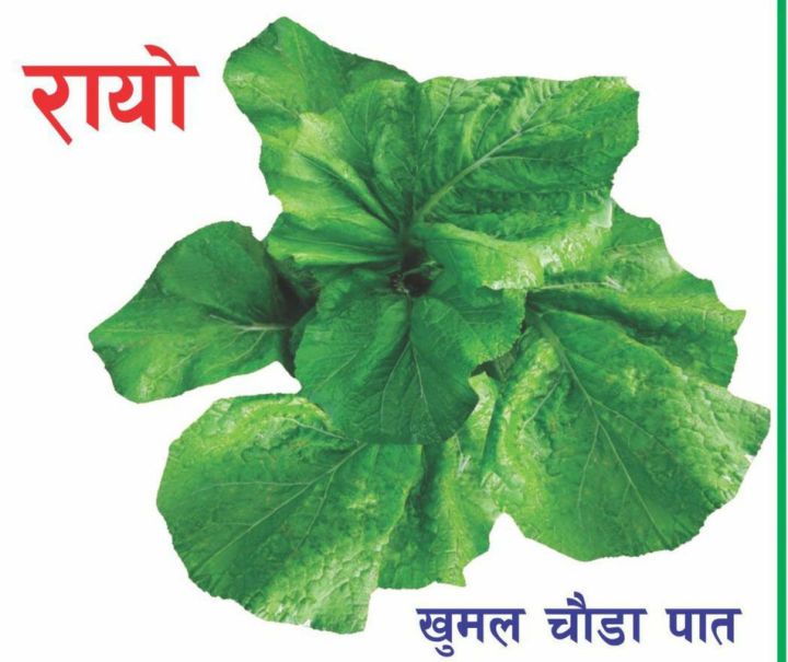 Khumal Rayo Seeds 500Grm | Daraz.com.np