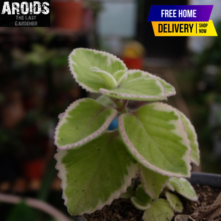 Variegated Coleus Amboinicus, Cuban Oregano Semi Succulent, Natural ...