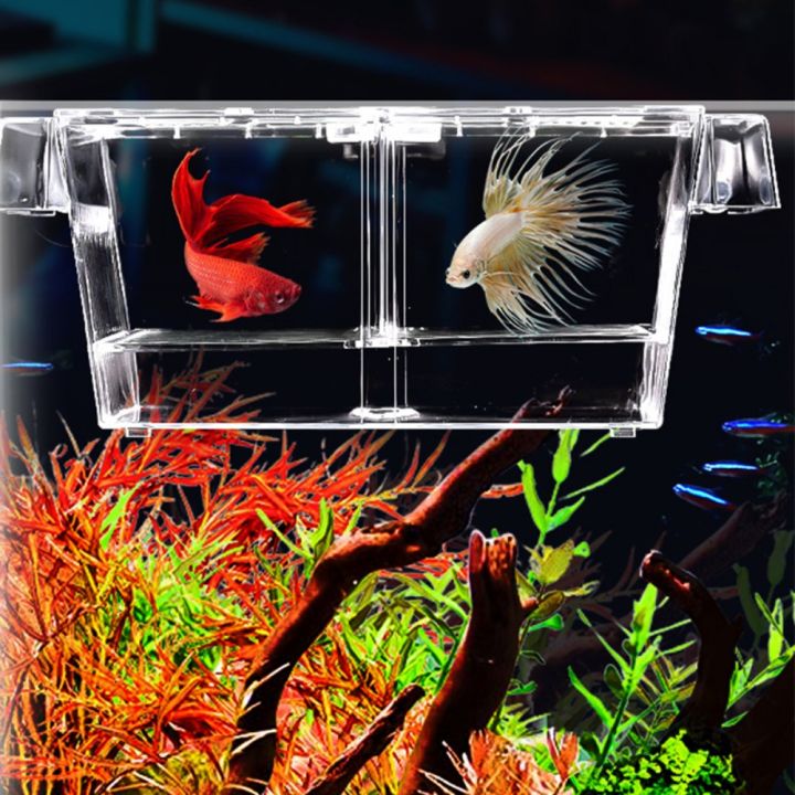 Transparent Acrylic with Suction Cups Incubator Shrimp Fish Baby ...