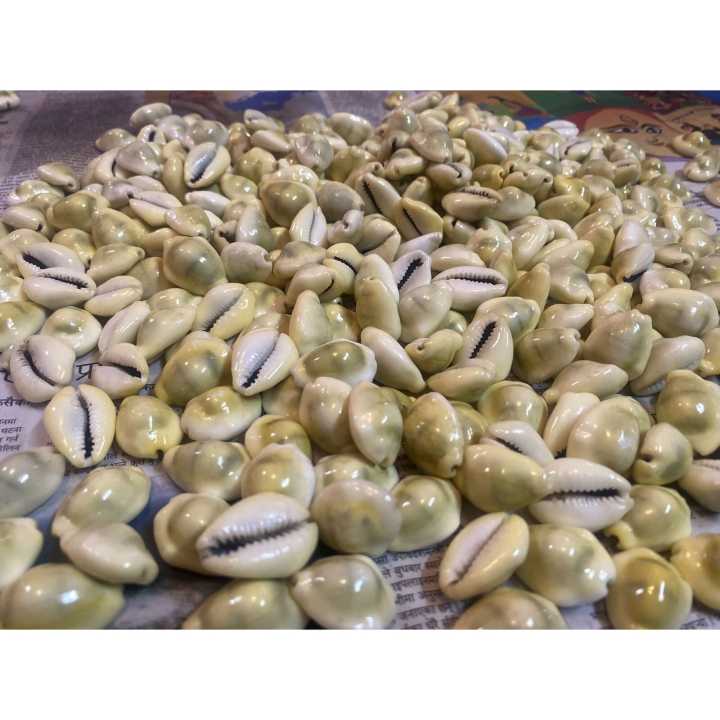 aSea Shells 7 Pieces ( Kauda ) Small size | Daraz.com.np