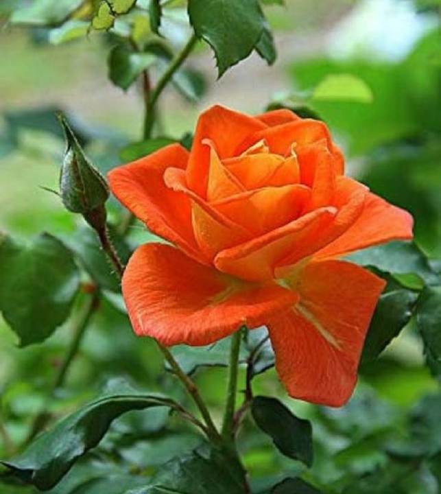 Different Color Rose Seeds - 1 Packet Of Rose Flower Seeds With 5 Seeds ...