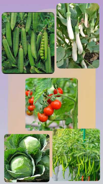 Vegetable Seeds- All Time Vegetable Seeds Kit for Home Gardening - 10 ...