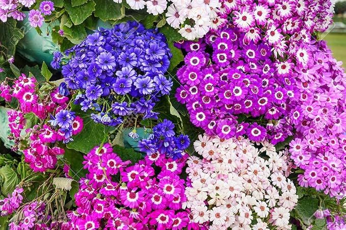 Cineraria Flowers Mixed Colour Advance Flower Plant Seeds,All Season ...
