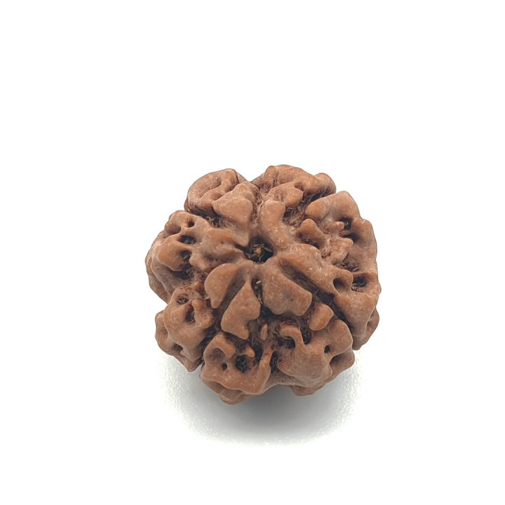4 Face Rudraksha | 4 Mukhi Rudraksha Nepal Origin Gemstone (2pc ...