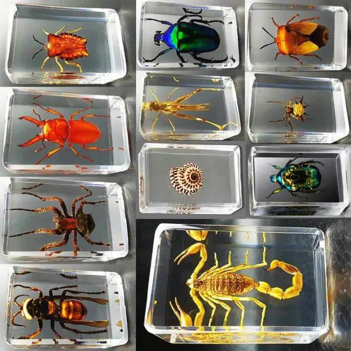 Cuboid Resin Insect Specimen Decoration Crafts Teaching Model Desk ...