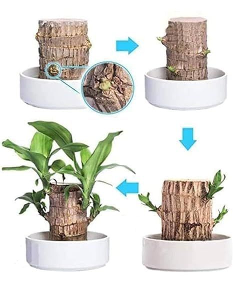Mini Brazilian Lucky Wood Plant – Indoor Hydroponic Sprout (1 pcs, Pot ...
