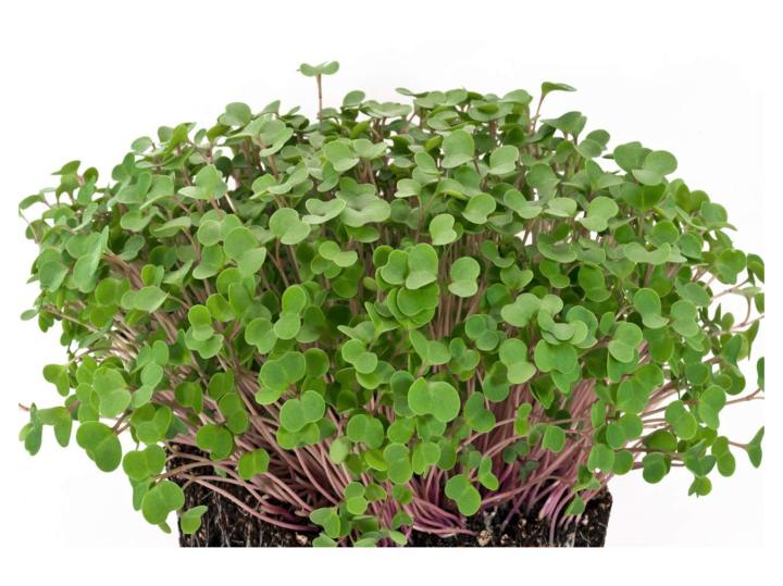 KALE COLLARD RED RUSSIAN LEAF TYPE MICROGREEN SEEDS 50 GM SEEDS PACK ...