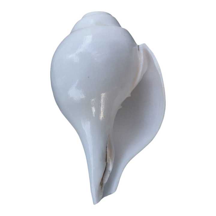 Original Lakshmi Sankha 15cm, Blowing Conch Shankh For Worship Pure ...