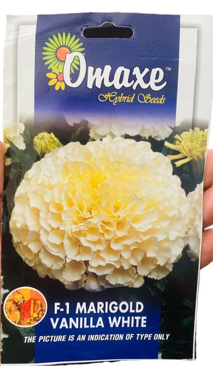 RARE FLOWER Seed - 1 Packet F1 MARIGOLD VANILLA WHITE Omaxe Seeds By ...