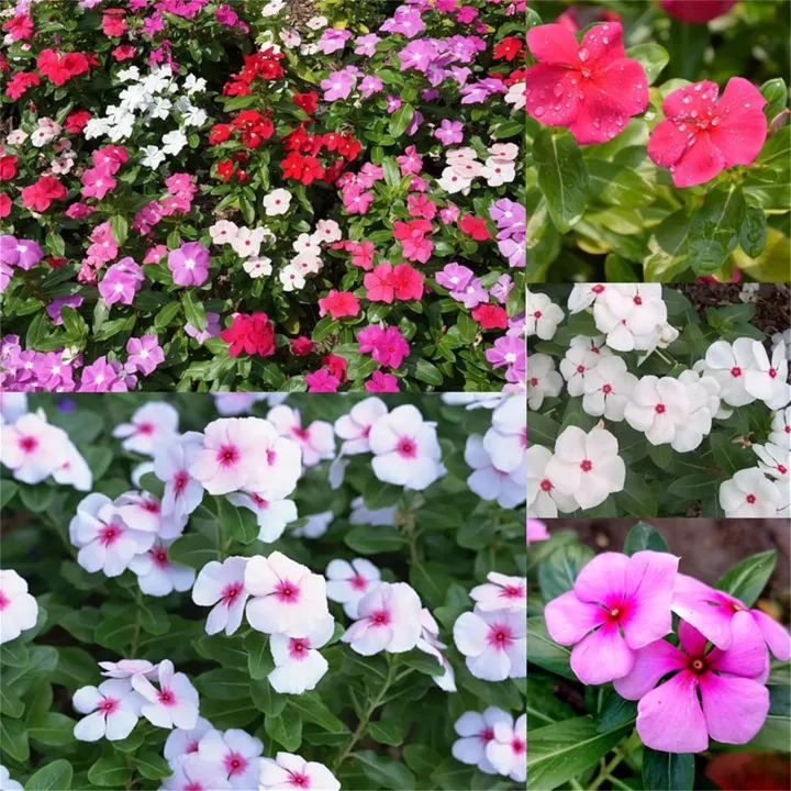 20+ Loose Packed Seed Of Vinca Rosea Dwarf Mixed Flower, Excellent ...